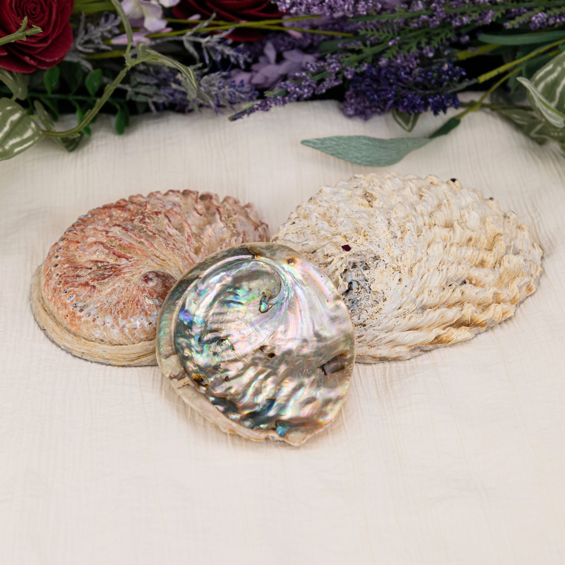 Purify with Elegance: Premium Abalone Smudging Shell! – Down To Earth